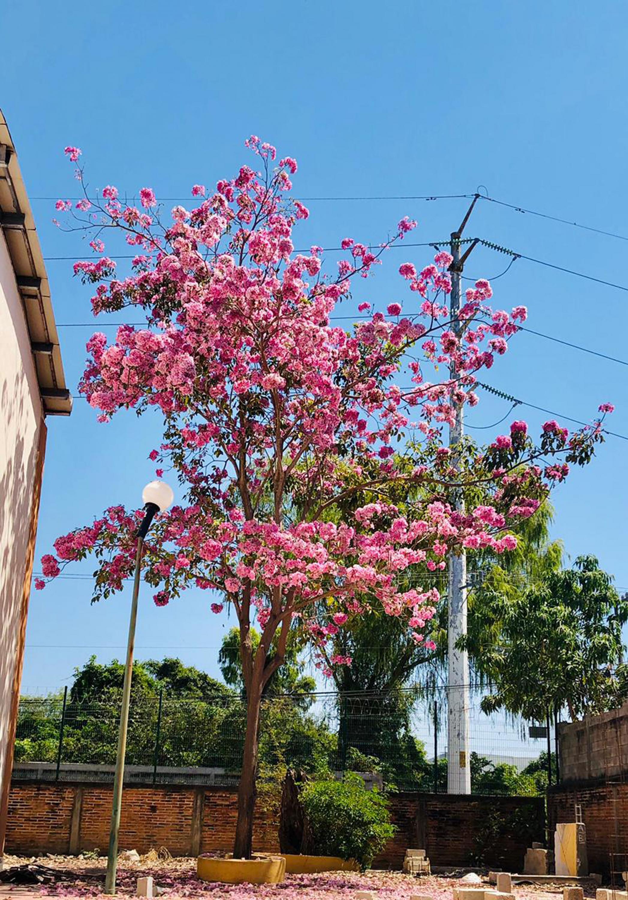 Biólogas del CUCosta identifican que un tercio de los árboles de Puerto ...
